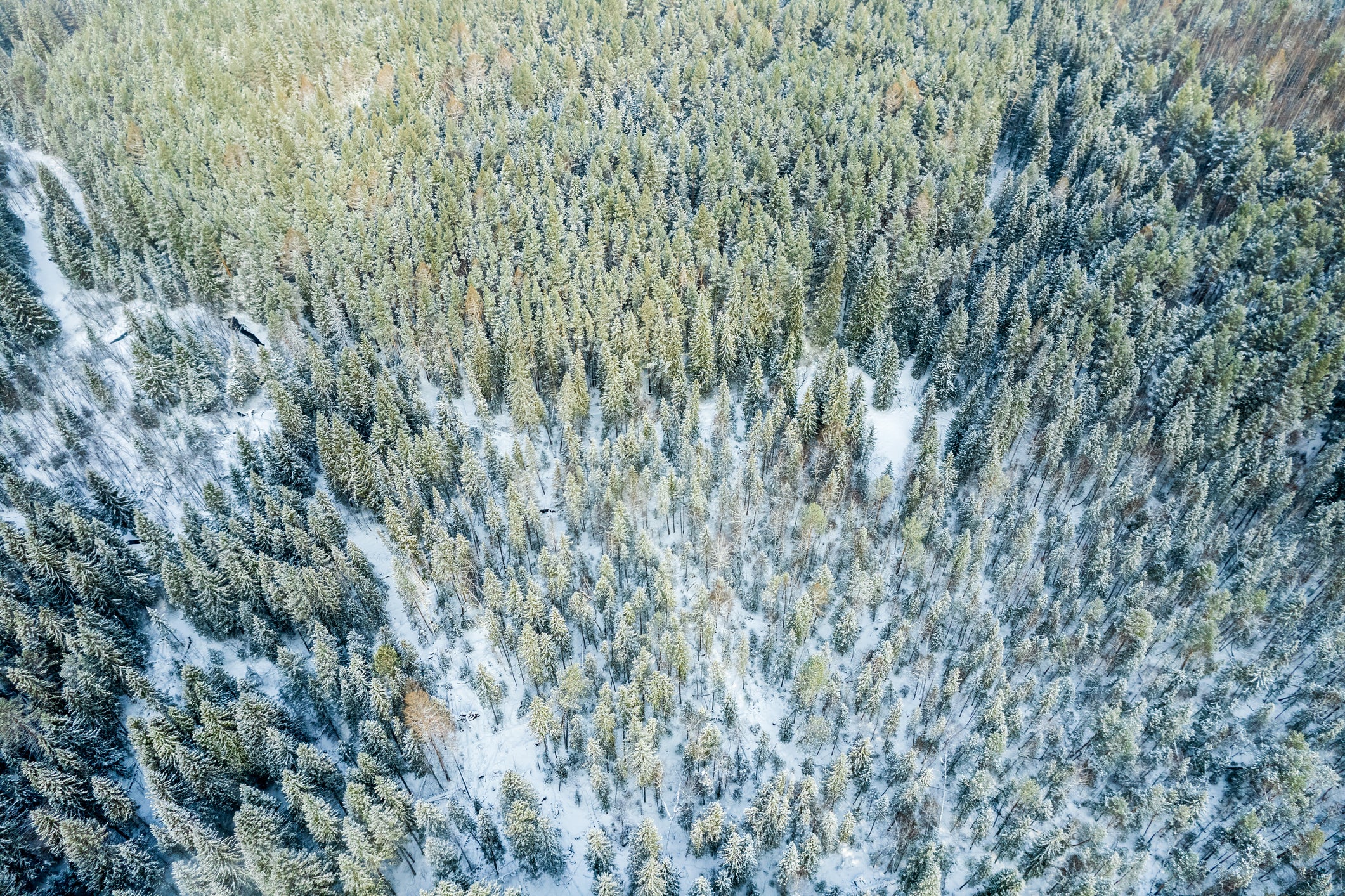 Cold Winter | Climate Adaptive | Pour Moi Skincare